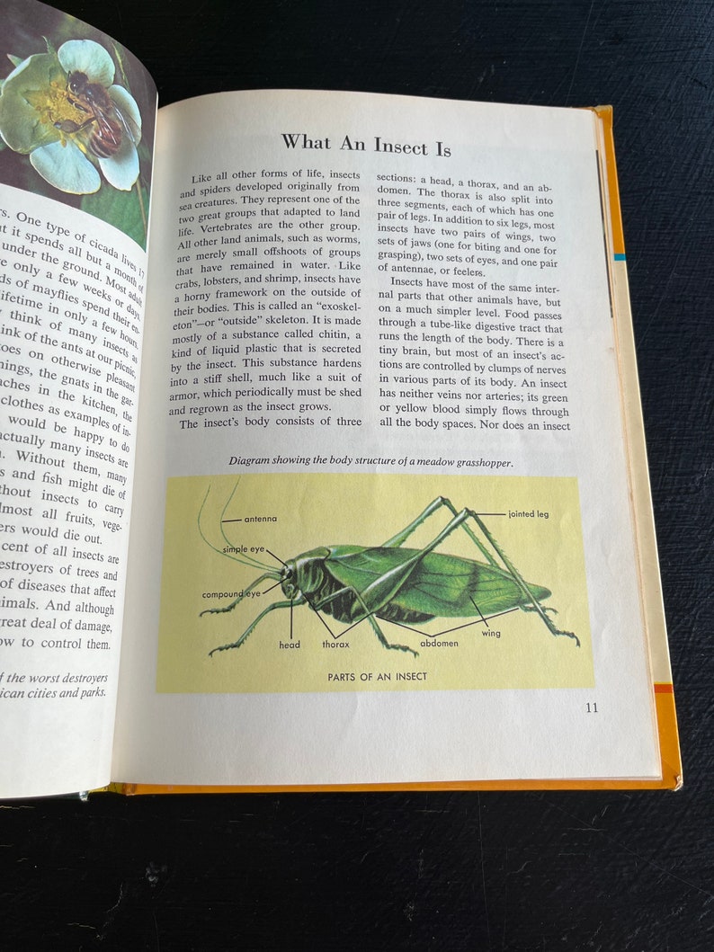 The Insect World/ the Golden Library of Knowledge/ Hardcover/ - Etsy