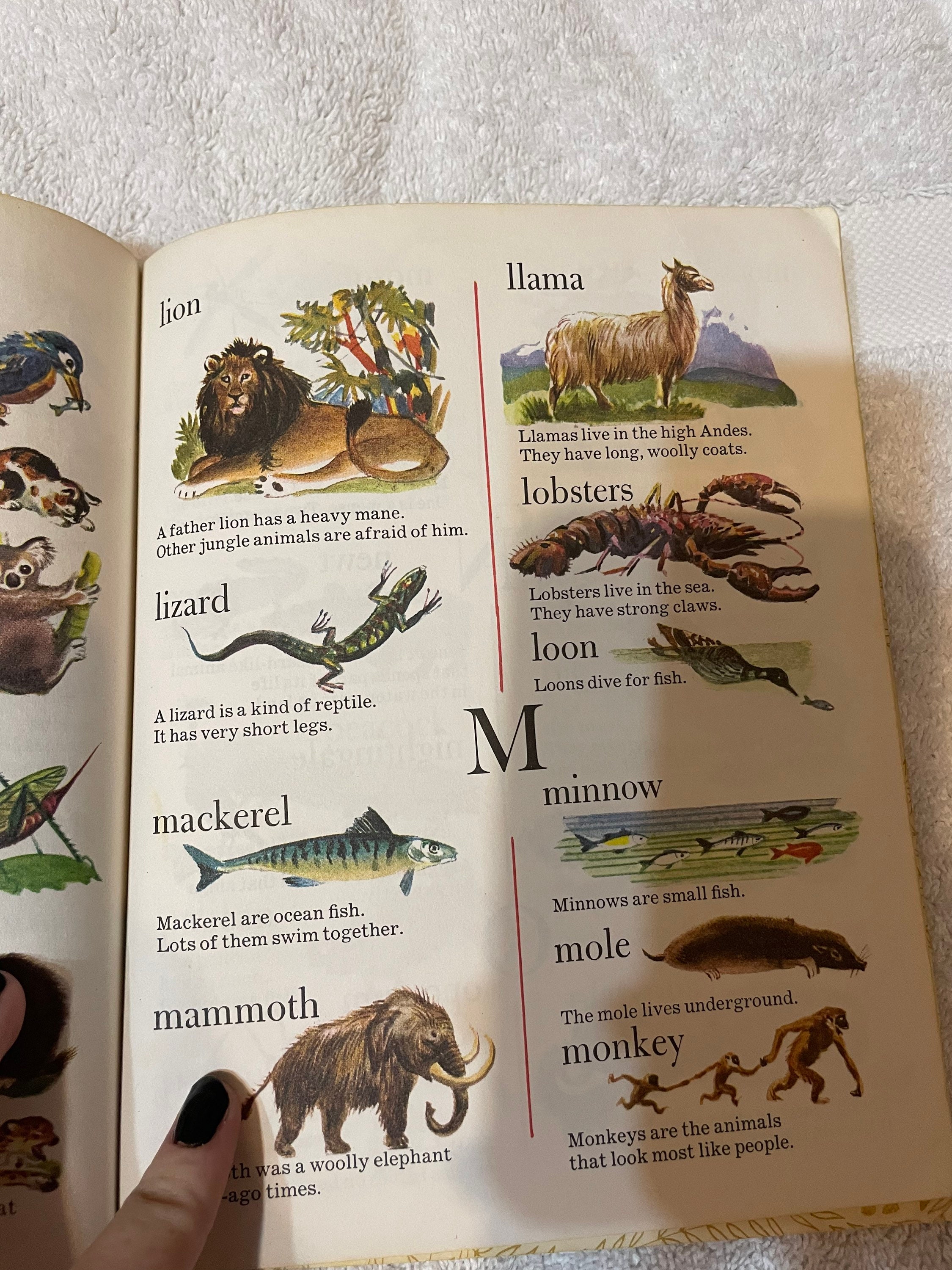 Animal Dictionary by Jane Werner Watson Little Golden Book/ Nostalgic ...
