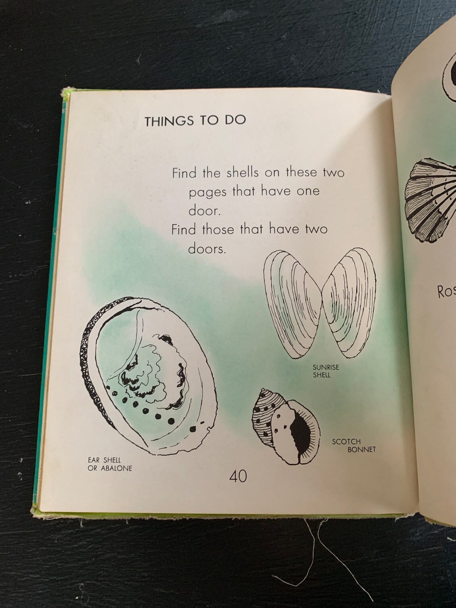 The True Book of Pebbles and Shells by Illa Podendorf/ Children’s Press ...