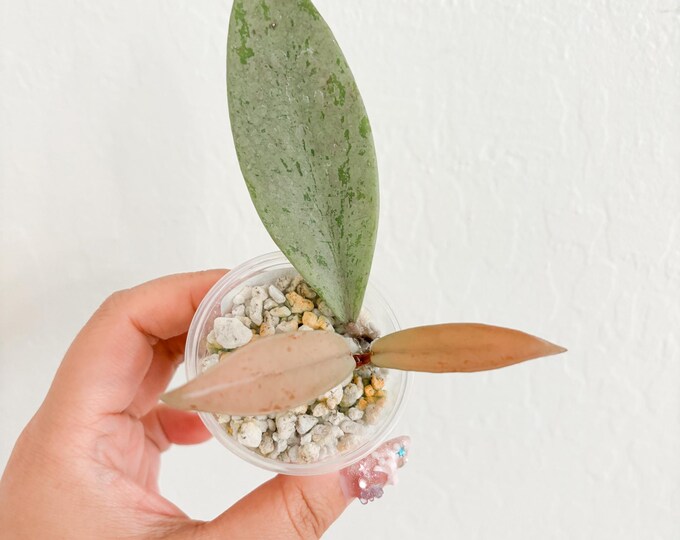 Hoya Pubicalyx Pink Silver Ghost Sunstressed Rooted Cutting Starter Plant Beginner Friendly Wax ...