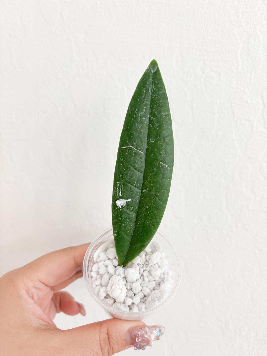 Hoya Sulawesiana Hoya Rooted Cutting Starter Plant Beginner Friendly ...