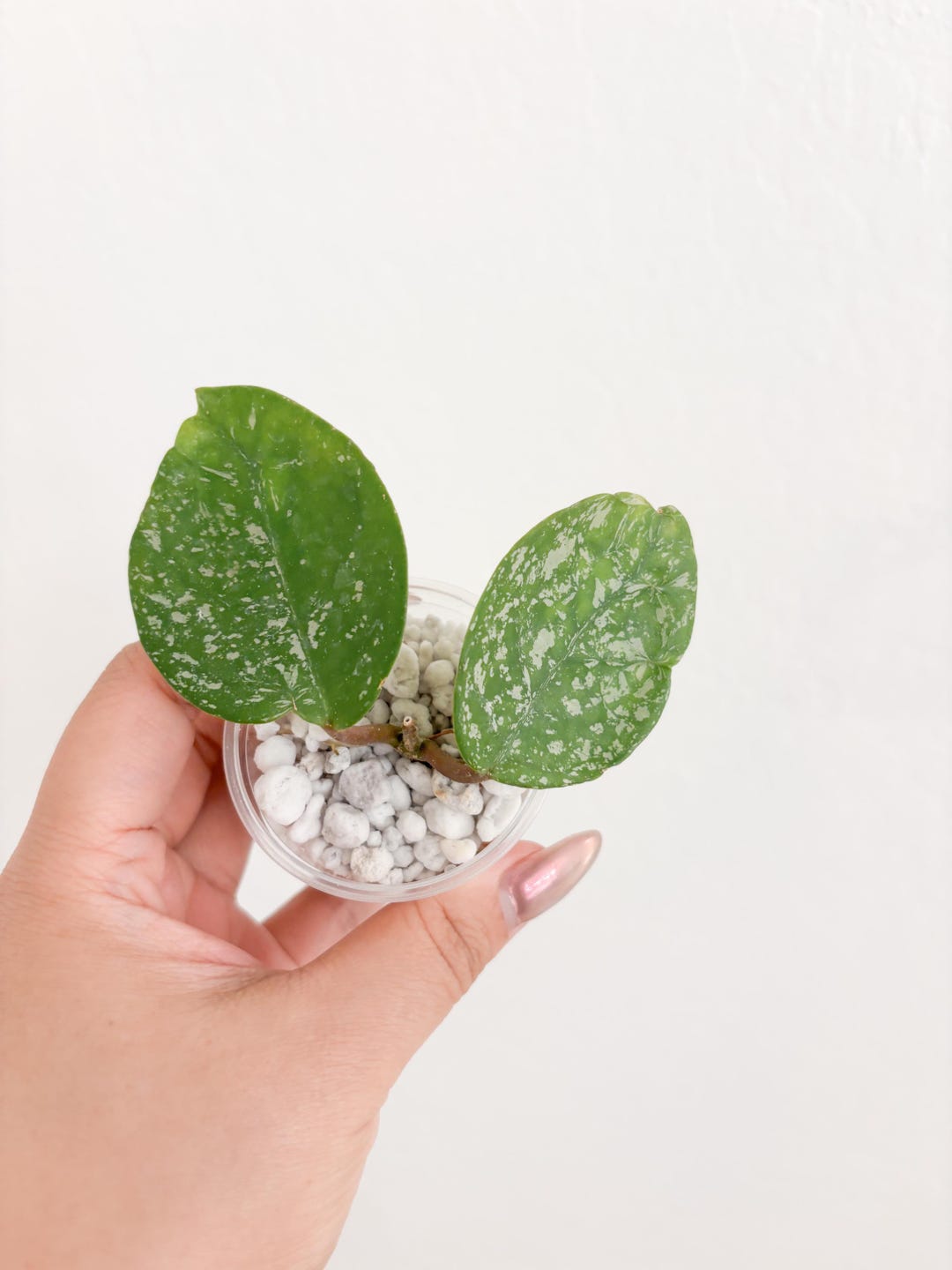 Hoya Carnosa Freckles Splash Rooted Cutting - Beginner Friendly Wax ...