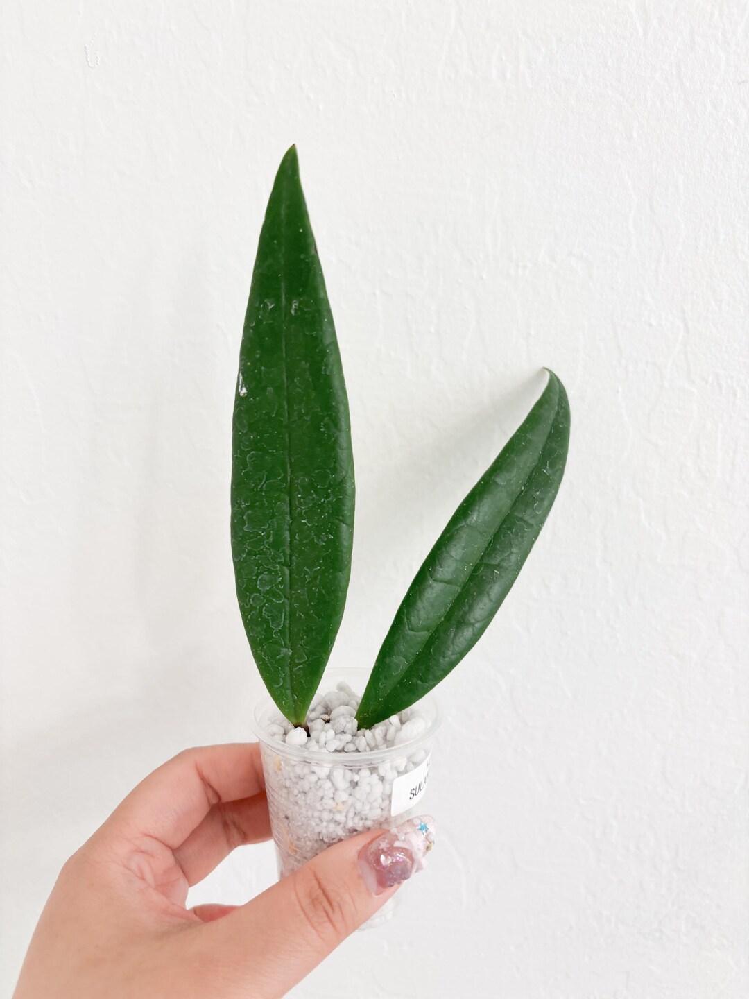 Hoya Sulawesiana Hoya Rooted Cutting Starter Plant Beginner Friendly ...