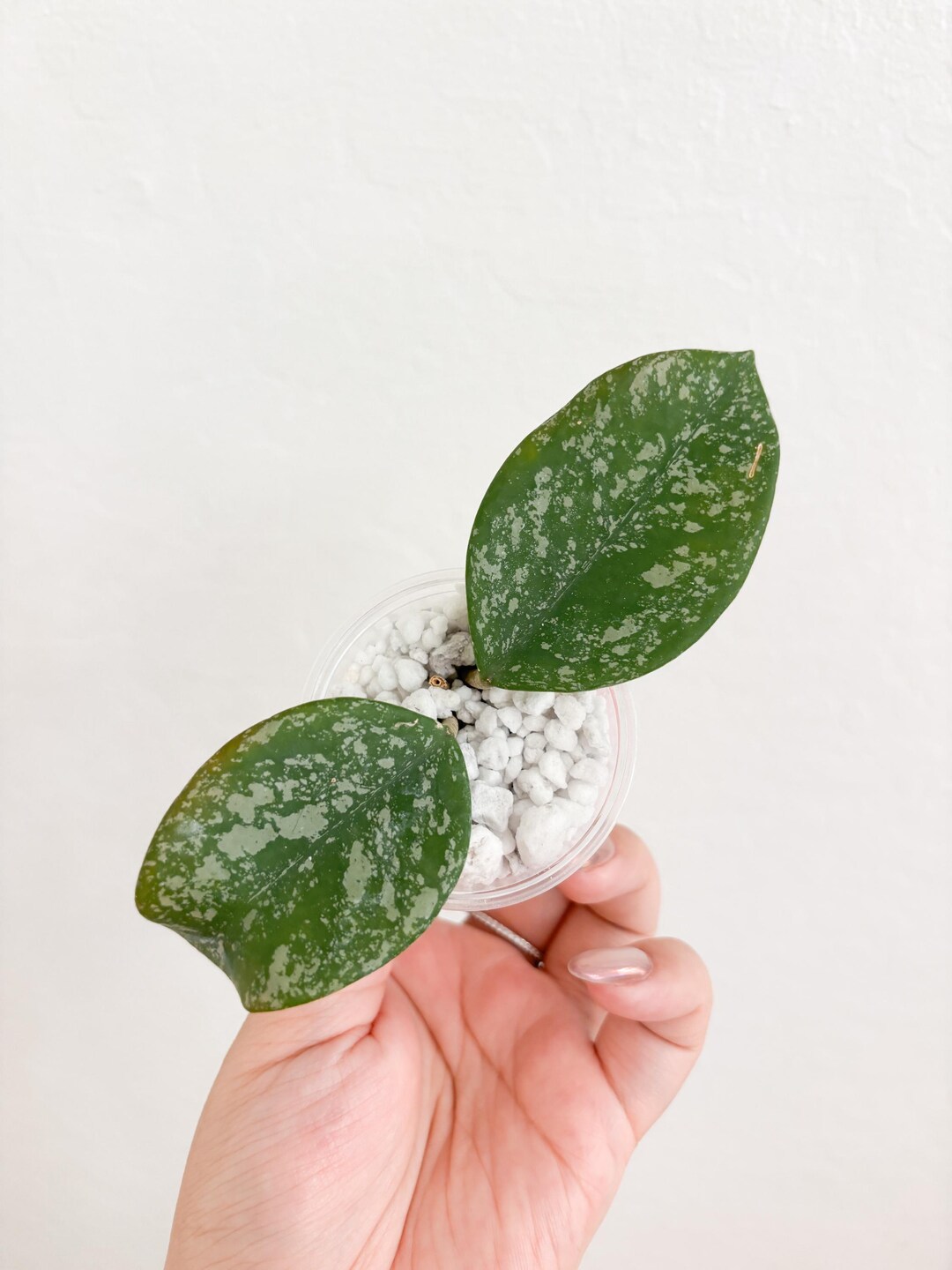 Hoya Carnosa Freckles Splash, Rooted Starter Plant - Etsy