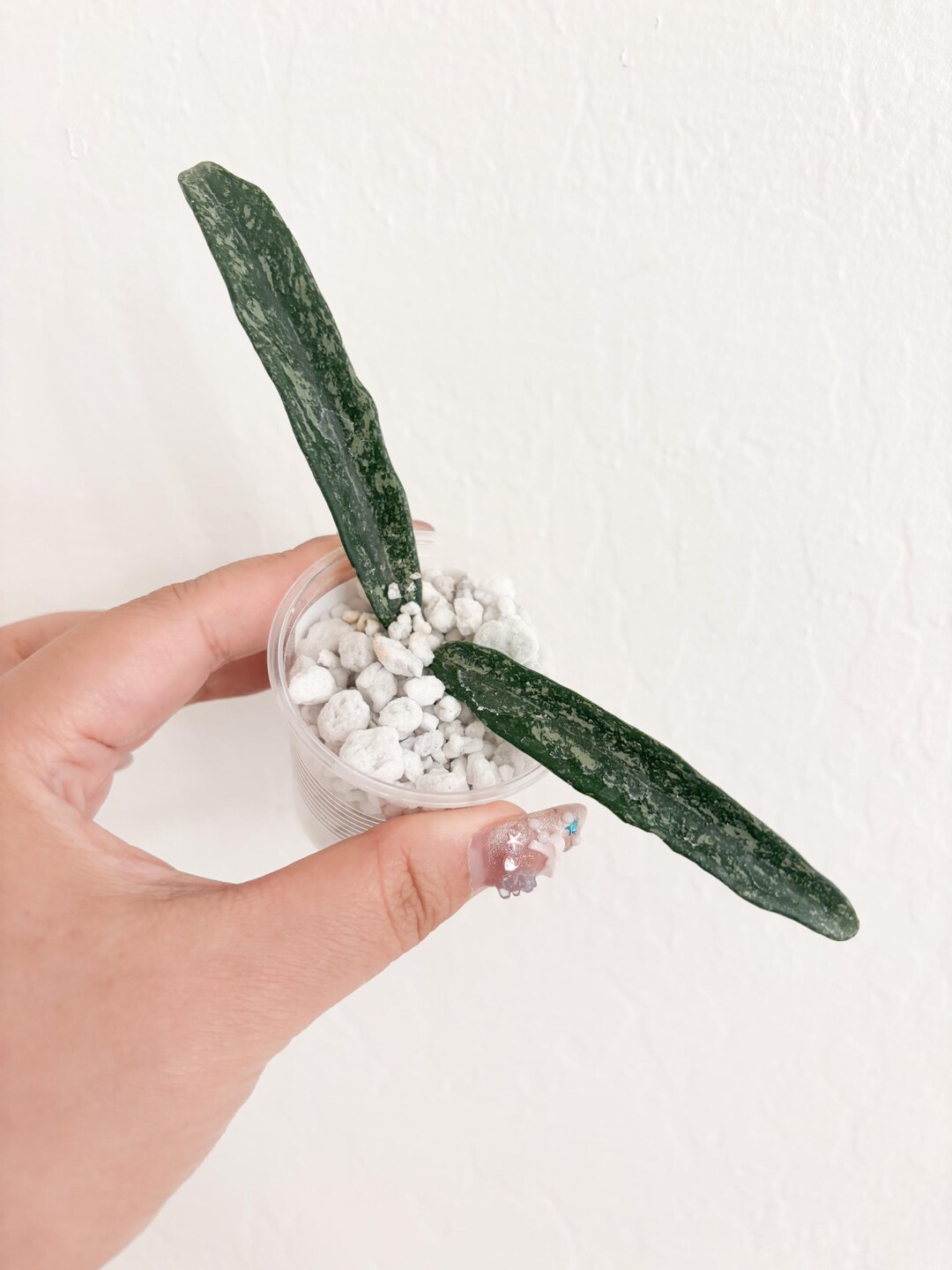 Hoya Minibelle Splash Hoya Rooted Cutting Starter Plant Beginner ...