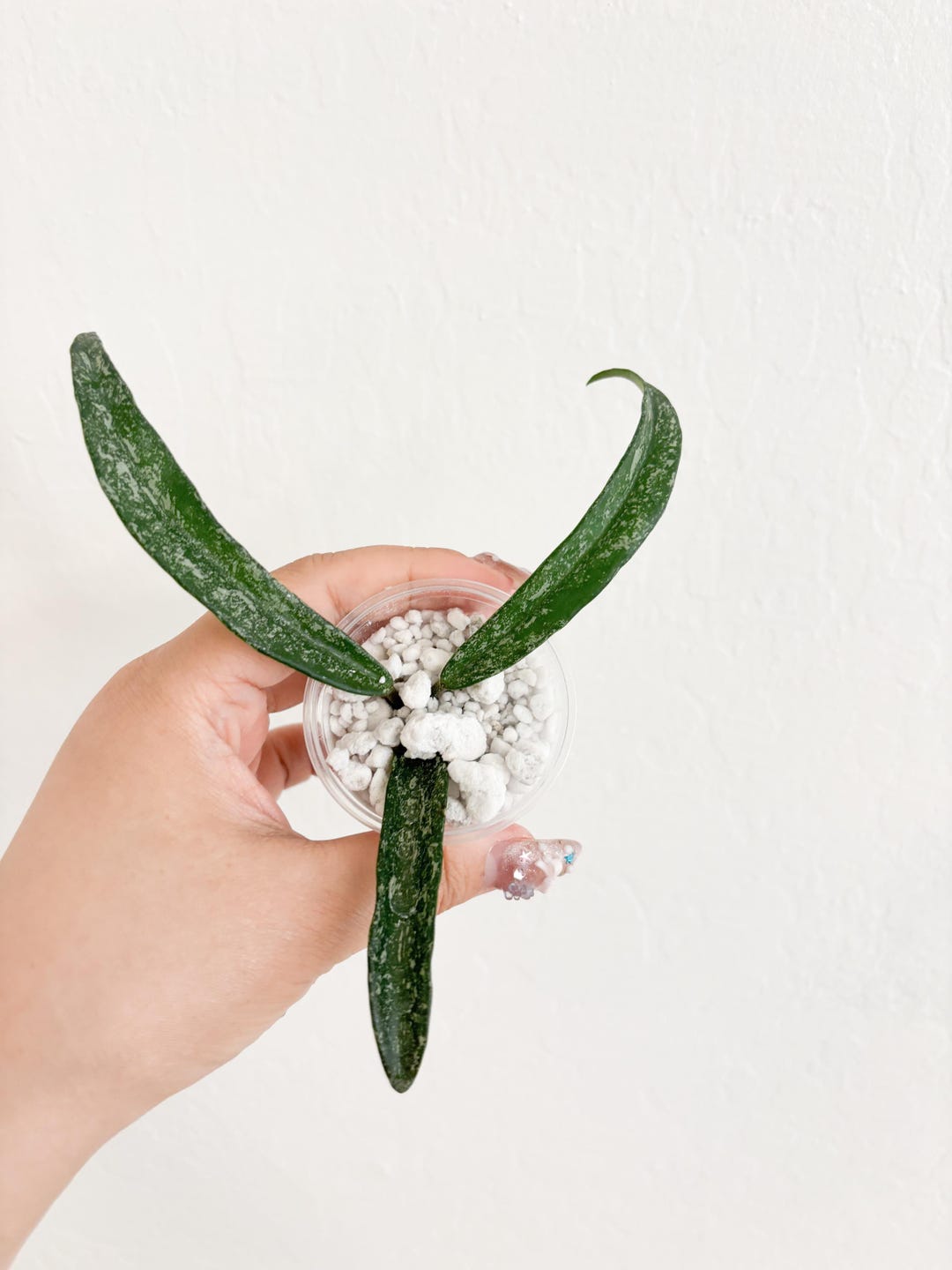 Hoya Minibelle Splash Hoya Rooted Cutting Starter Plant Beginner ...