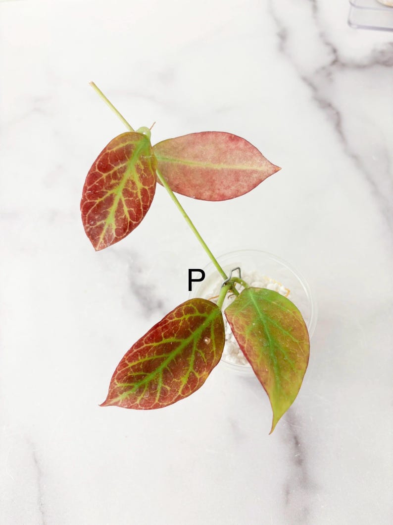 Hoya Sunrise Rooted Cutting | Vibrant Sunstressed Red Hoya | Rare Live ...
