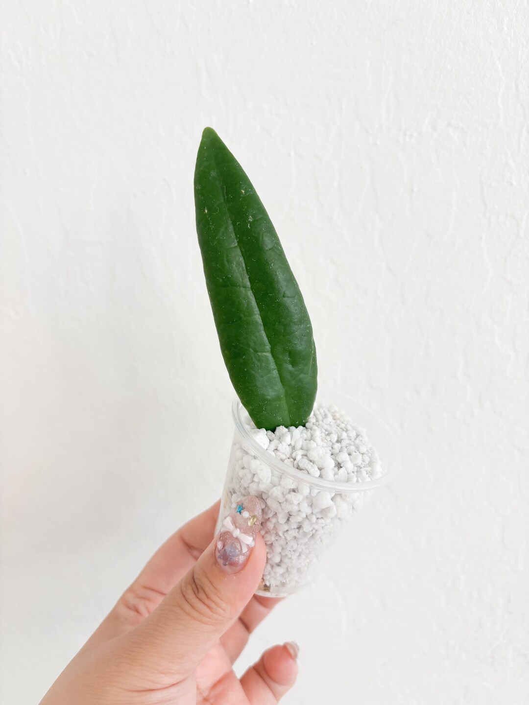 Hoya Sulawesiana Hoya Rooted Cutting Starter Plant Beginner Friendly ...