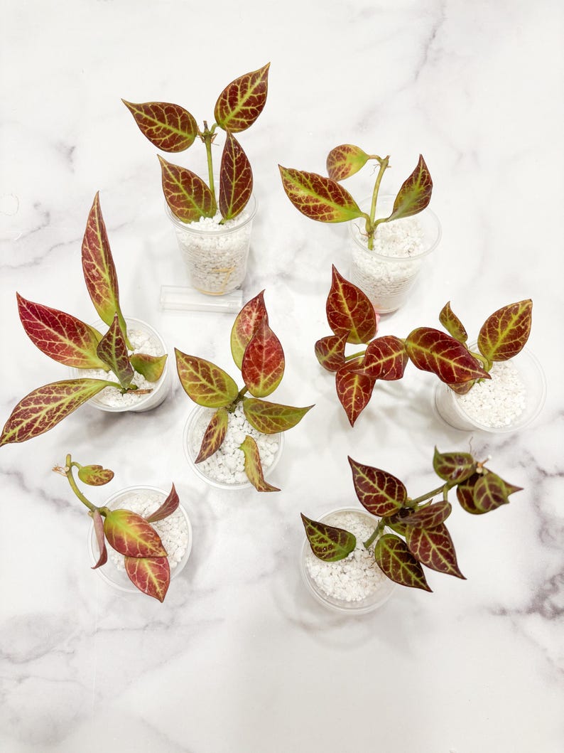 Hoya Sunrise Rooted Cutting | Vibrant Sunstressed Red Hoya | Rare Live ...