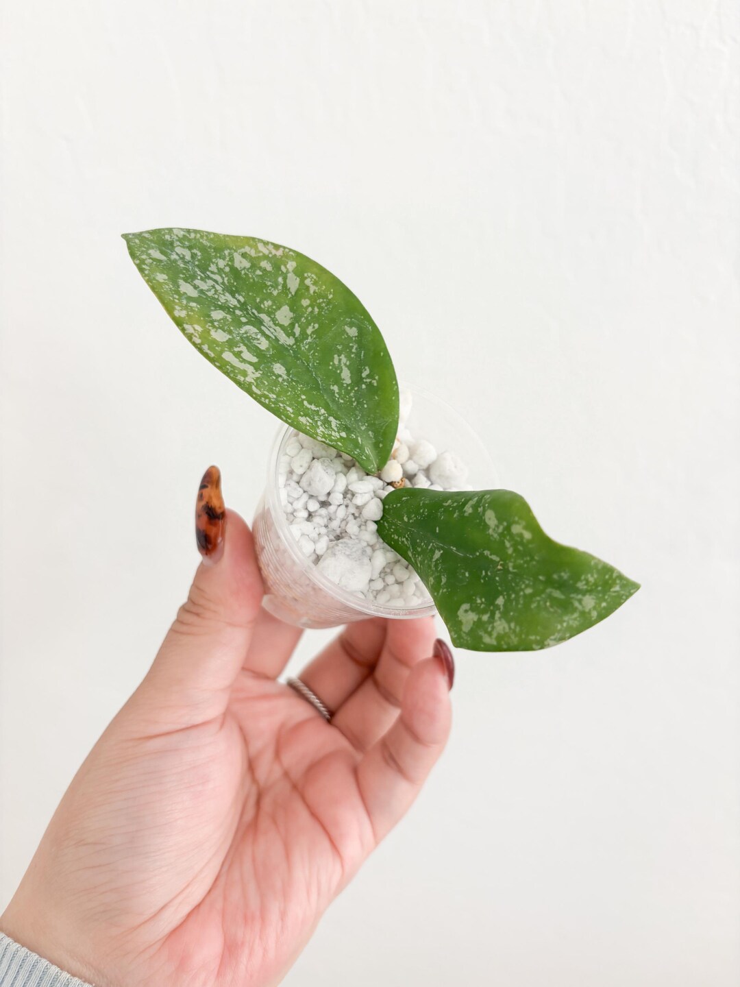 Hoya Carnosa Freckles Splash Hoya Rooted Cutting Starter Plant Beginner ...