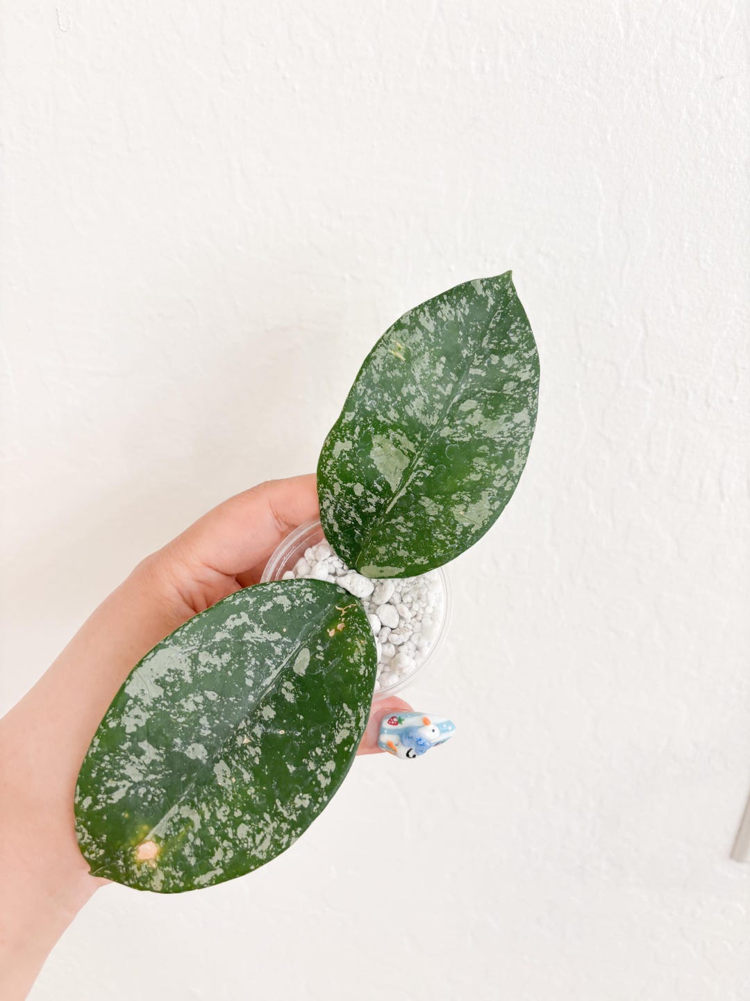Hoya Carnosa Freckles Splash Hoya Rooted Cutting Starter Plant Beginner ...