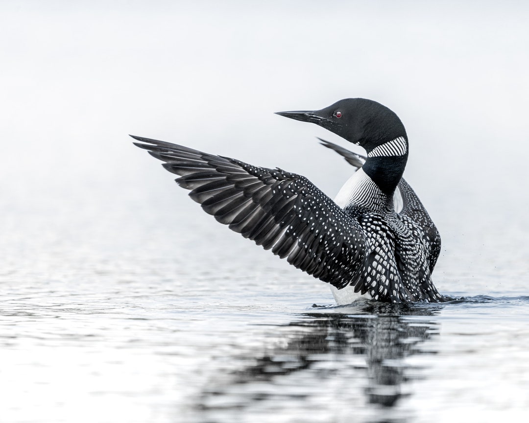 Loon Photography Professional Photo Print, Loons on Lake Photograph ...