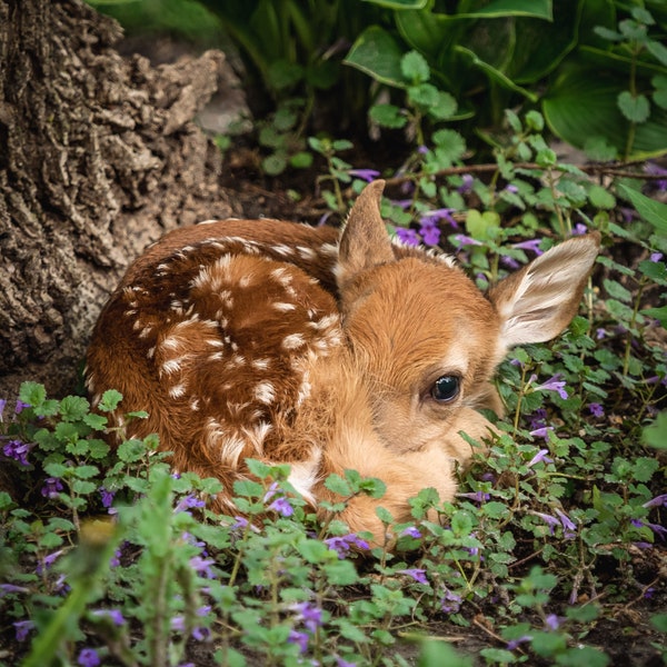 Sleeping Fawn Art - Etsy
