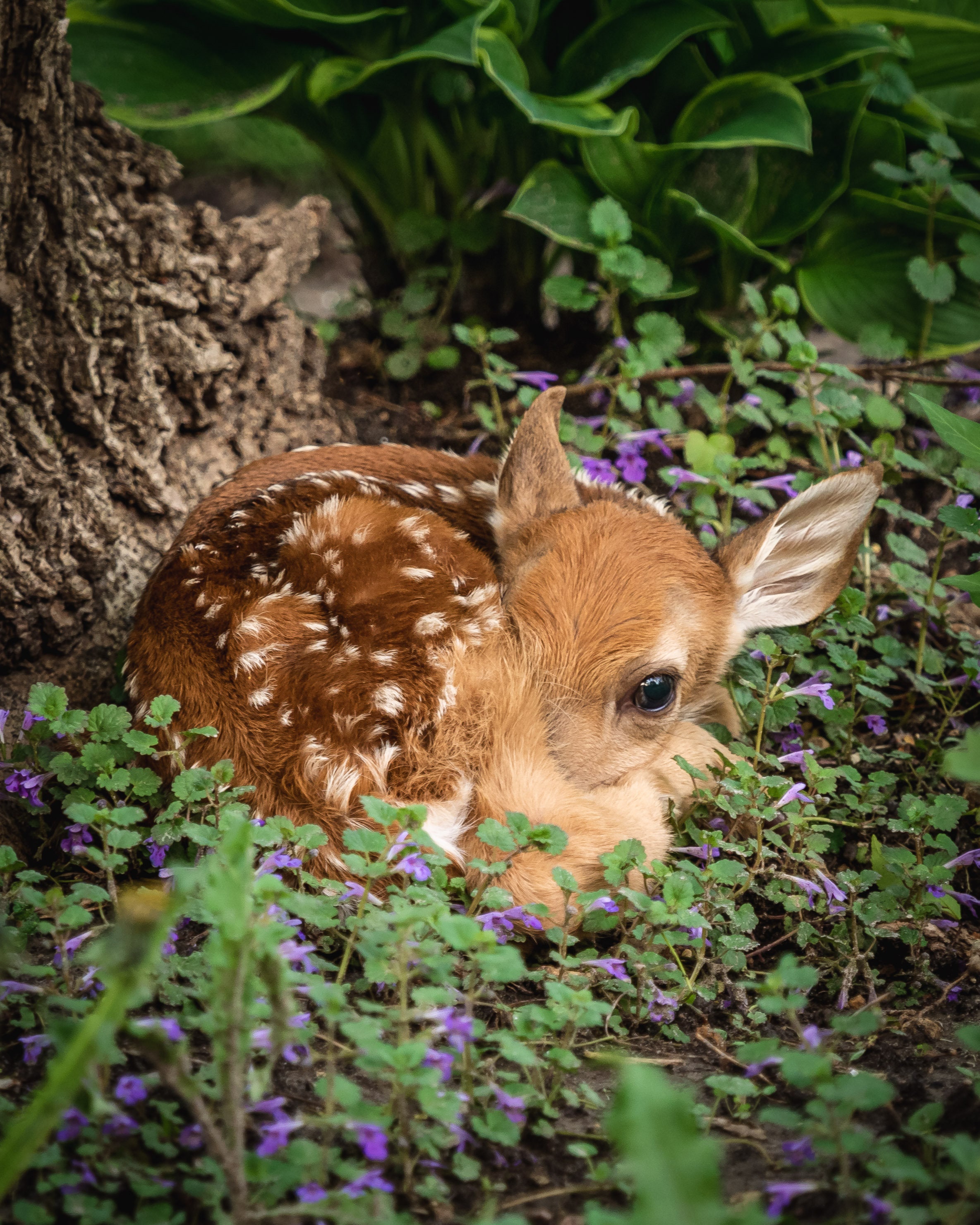 Fawn Cute Baby Deer Ubicaciondepersonas cdmx gob mx