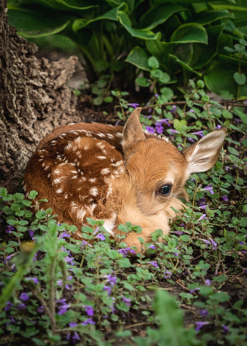 Cute Baby Deer Photograph, Sleeping Fawns Photo, Fawn Photography ...