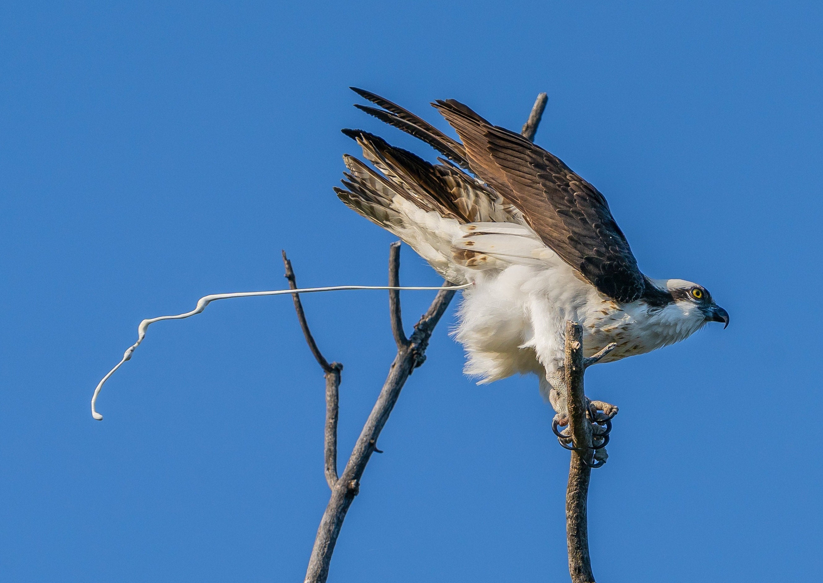 Osprey Art Photography, Funny Photograph Poop Pic, Wildlife Nature ...