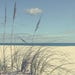 Beach Print, Beach Grass, Beach Photo, Nature Print, Coastal Print ...