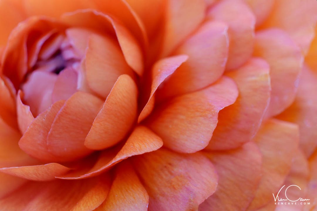 Abstract, Flower Photo, Orange Flower, Flower Photography, Floral ...