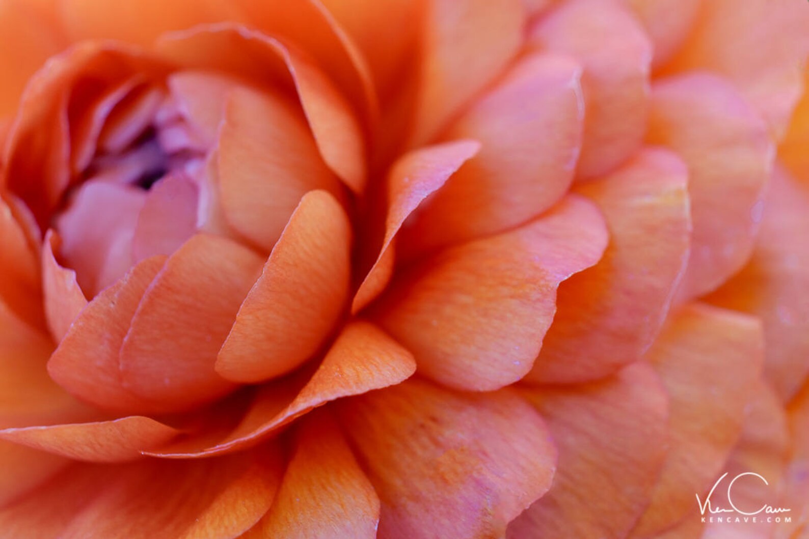 Abstract, Flower Photo, Orange Flower, Flower Photography, Floral ...