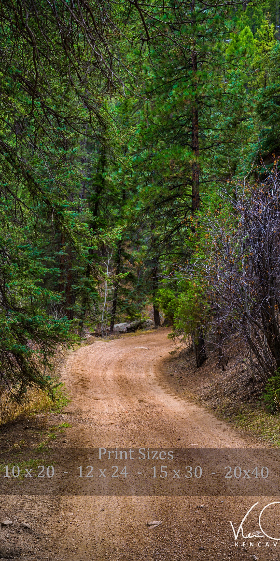 Colorado Landscape Colorado Photo Tree Art Fine Art Print - Etsy Canada