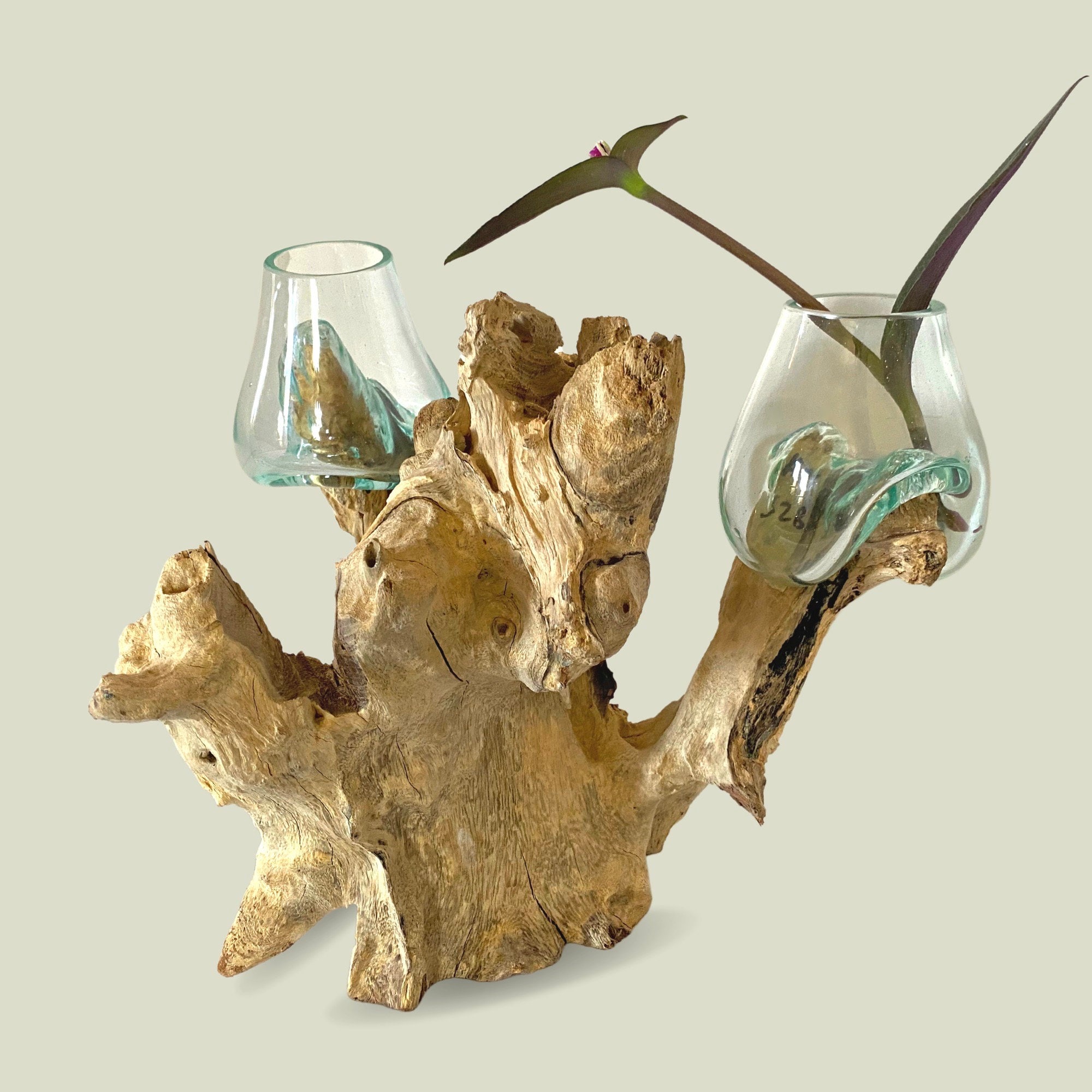 Hand Blown Glass Double Vase: Teak Root Wood Base Plant Propagation - Etsy