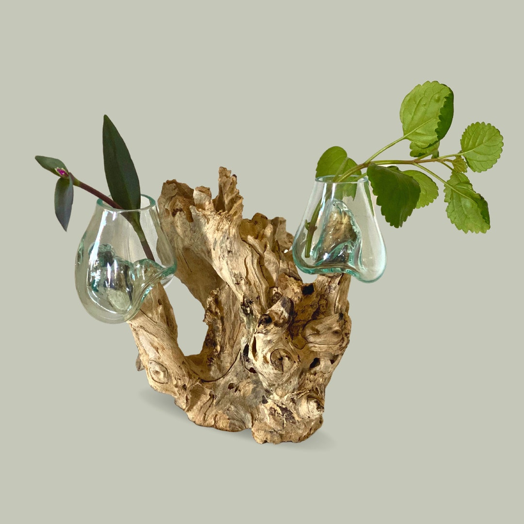 Hand Blown Glass Double Vase: Teak Root Wood Base Plant Propagation - Etsy