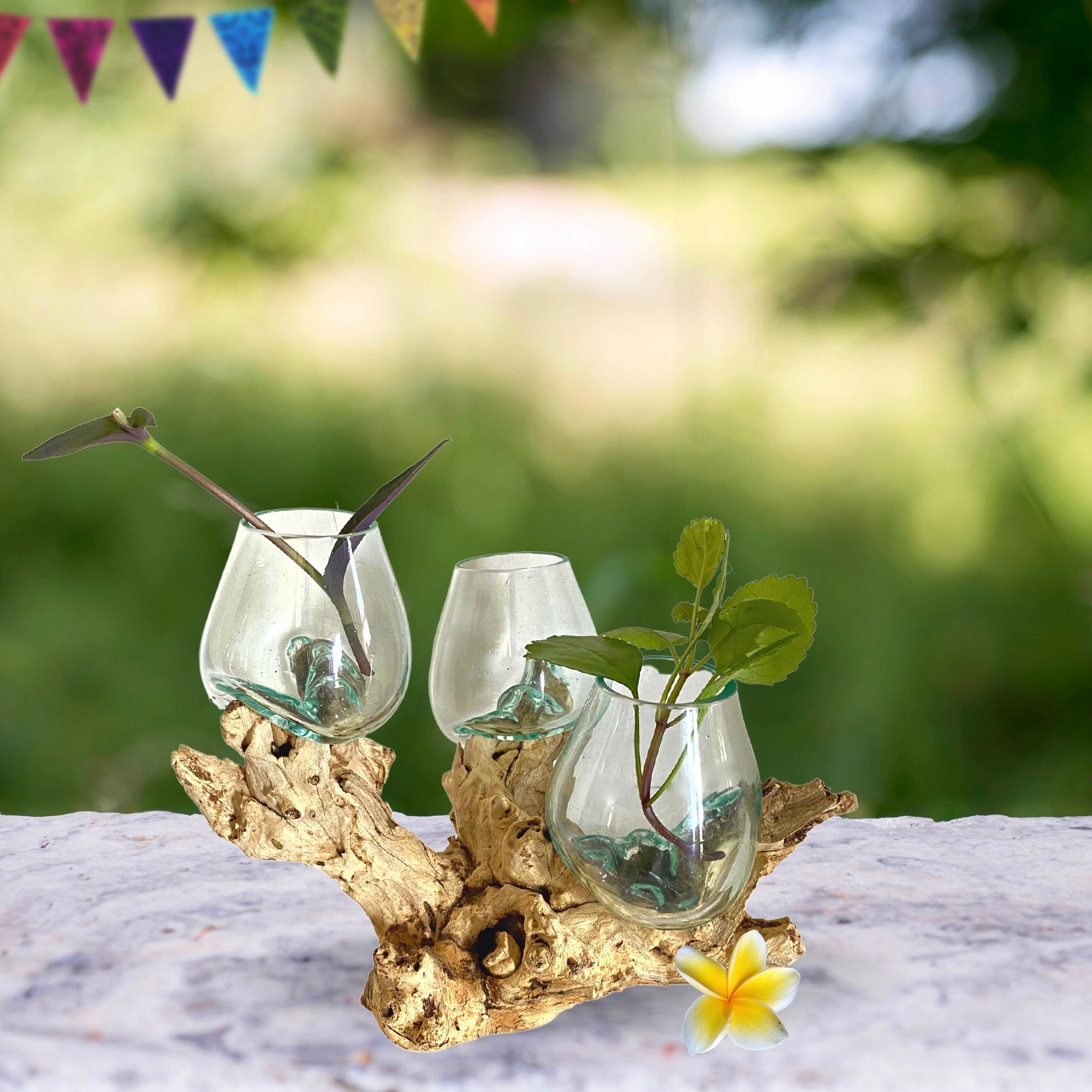 Hand Blown Glass Propagation Vase : Plant Rooter, Glass Terrarium on ...