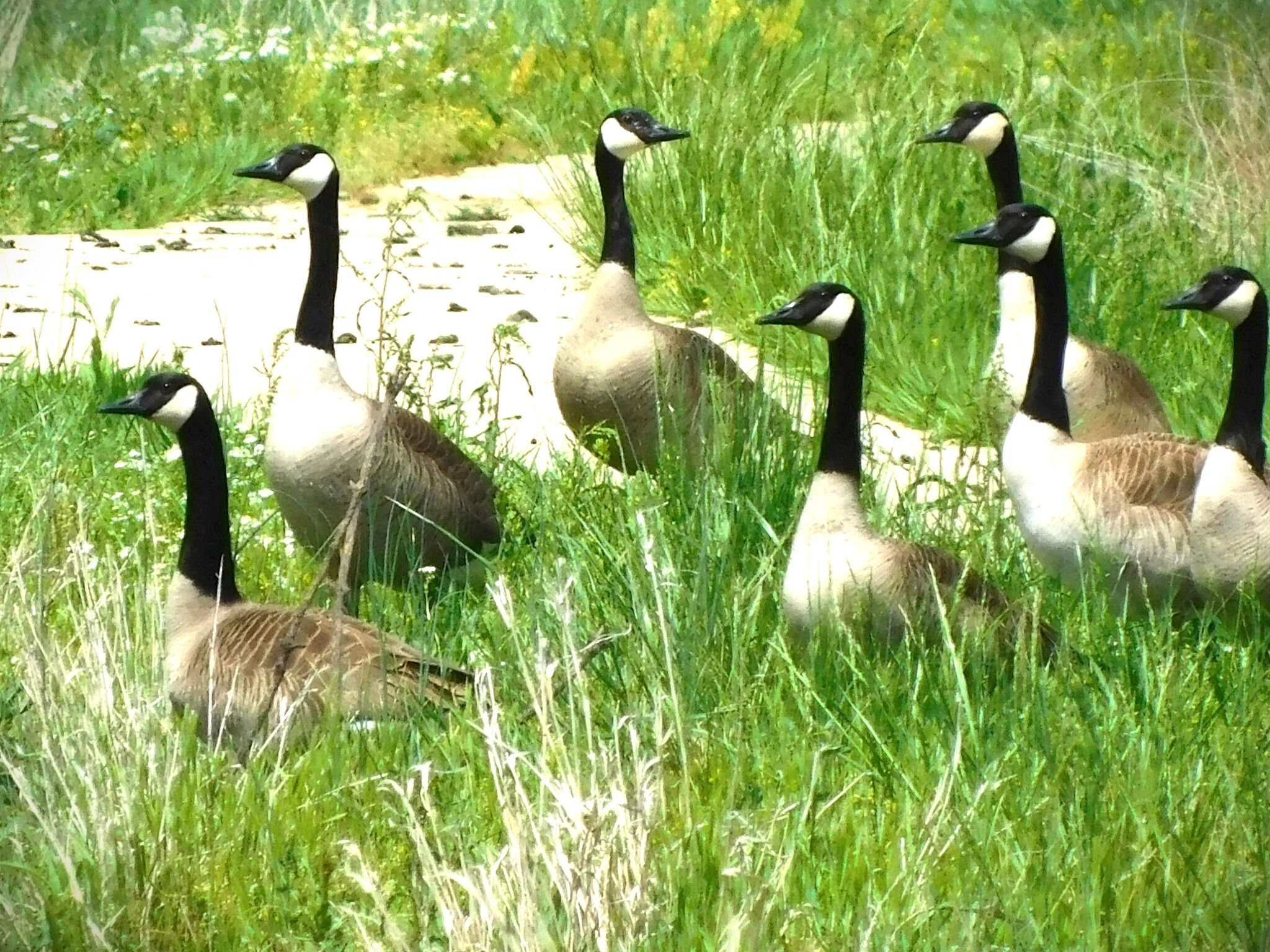 The Tribe of Geese - Etsy