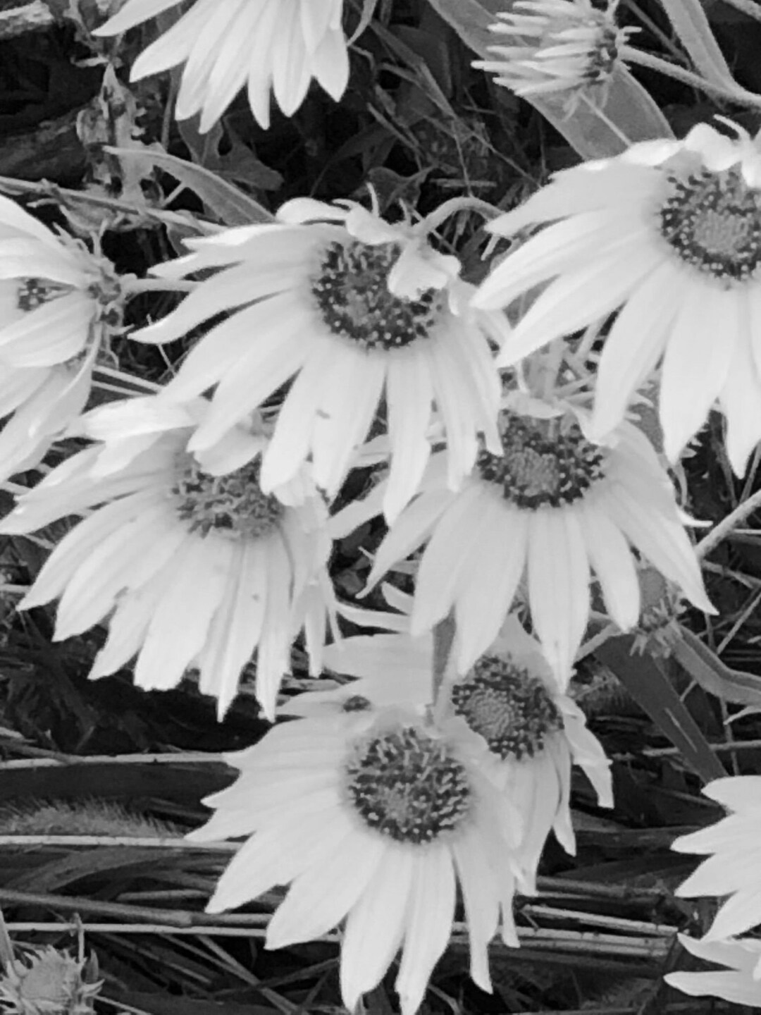 Black and White Sunflowers- Digital Download - Etsy