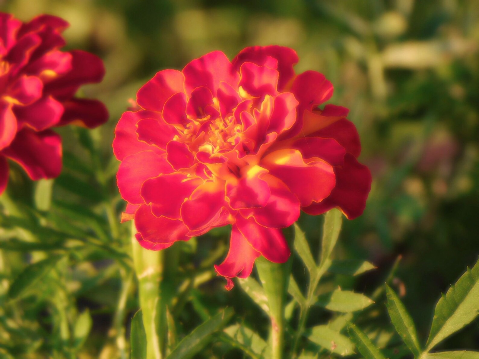 The Pink Marigold- Digital Download - Etsy