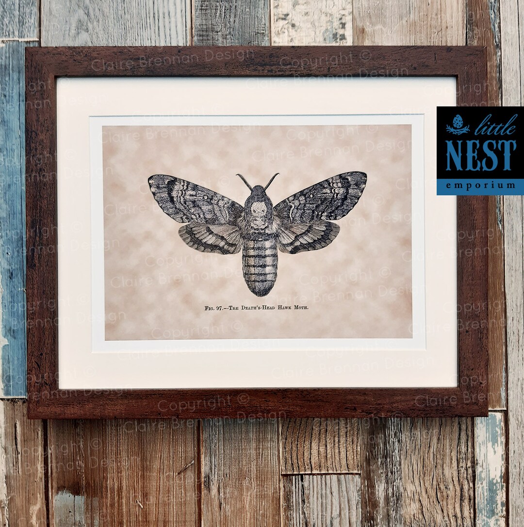 Deaths Head Moth Print, Victorian Moth Print. Moth Engraving Art Print ...