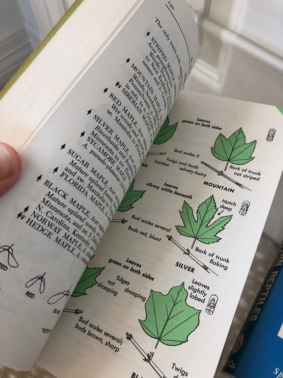 Peterson Field Guides Trees Shrubs George Petrides Westerns | Etsy