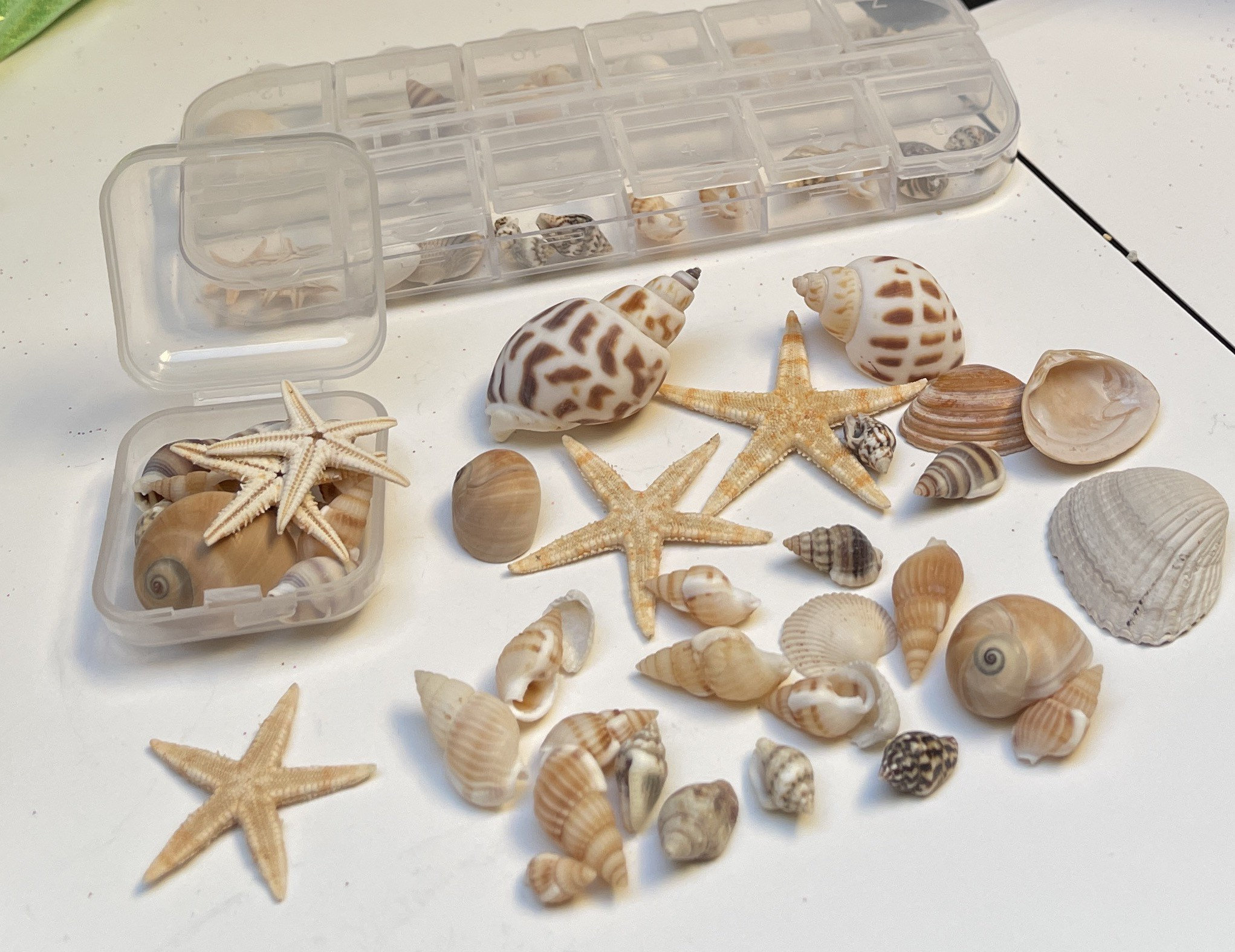 Small Natural Nail Shell Conch for Acrylic Nail Art Tips | Etsy