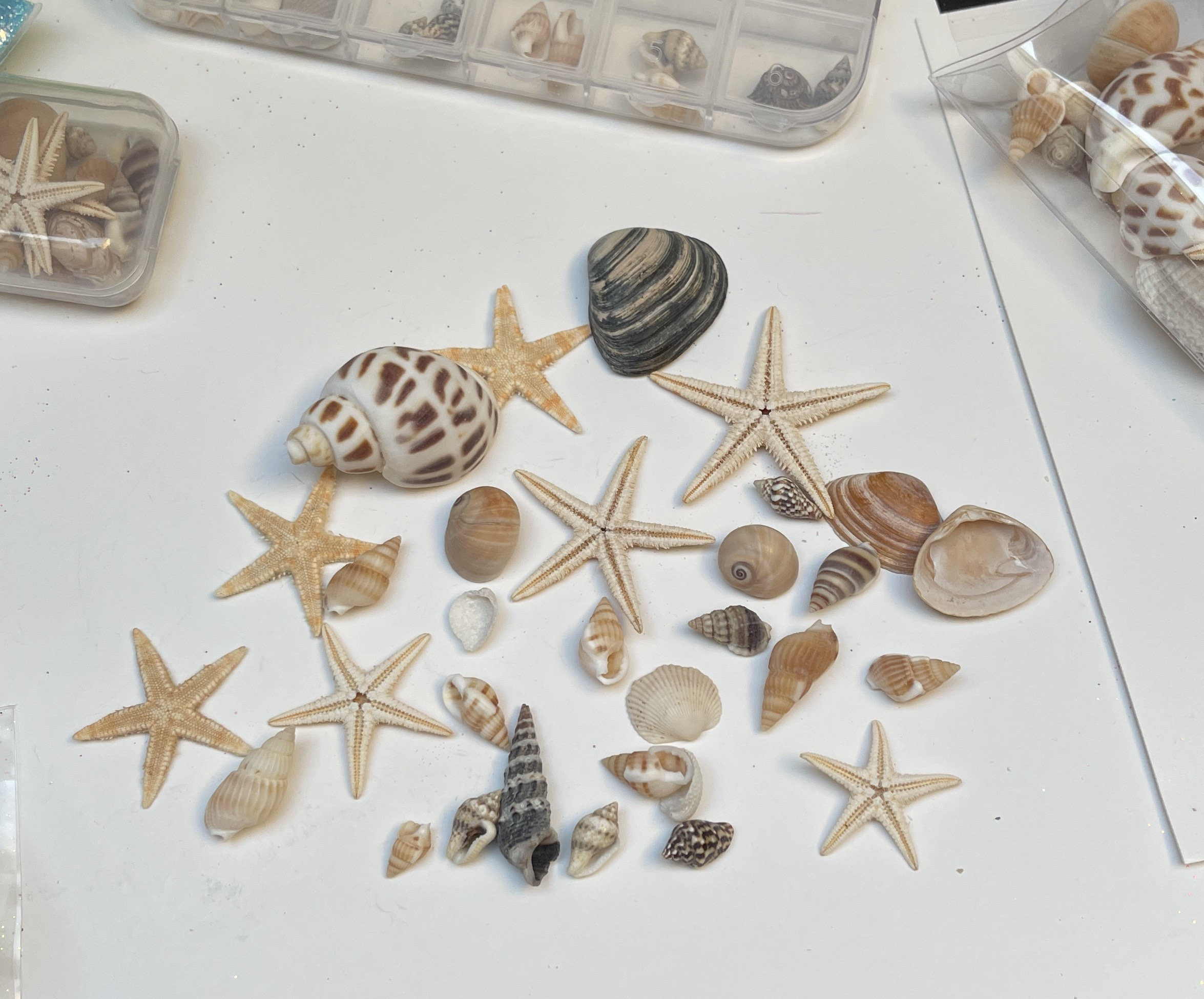 Small Natural Nail Shell Conch for Acrylic Nail Art Tips | Etsy