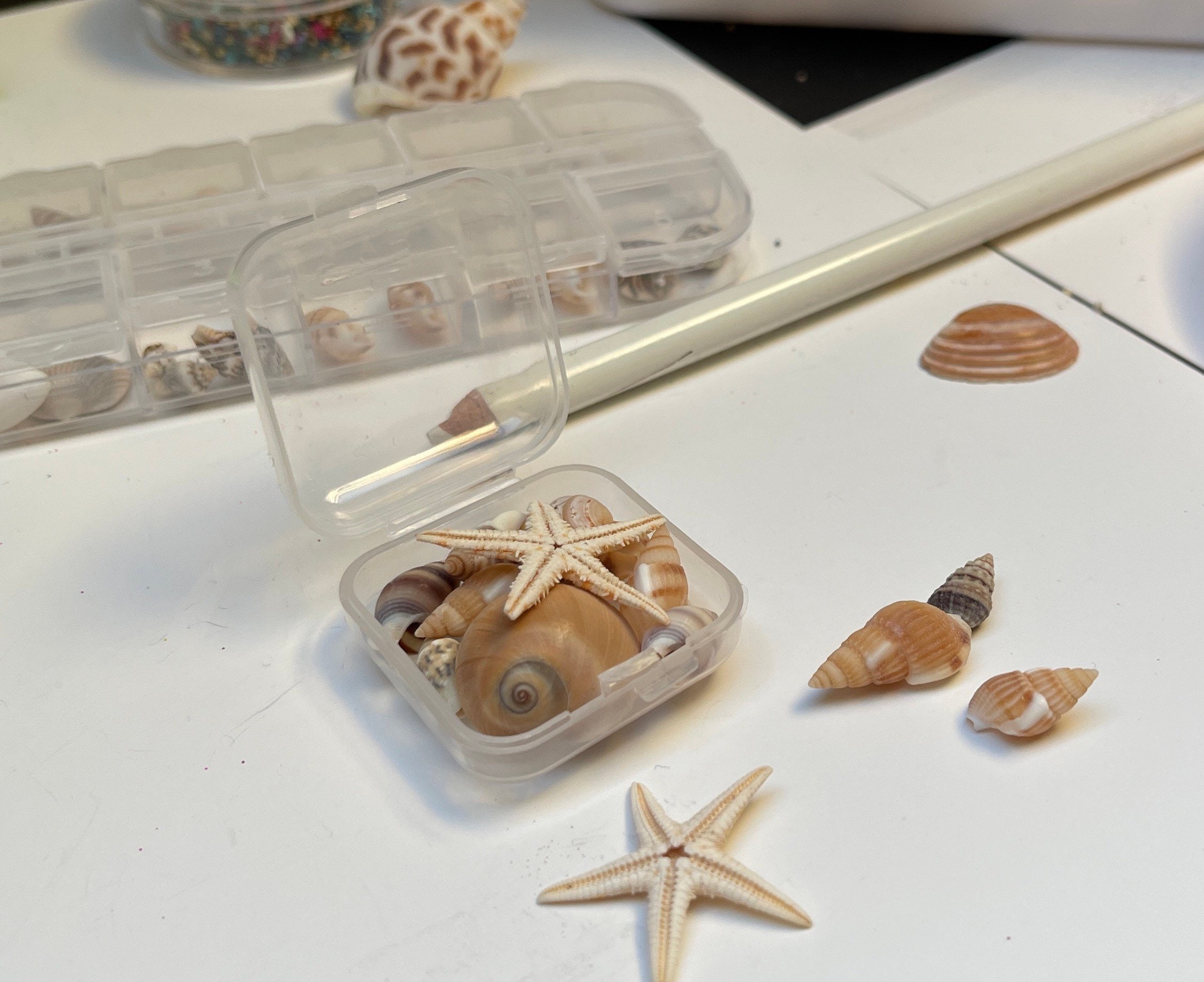 Small Natural Nail Shell Conch for Acrylic Nail Art Tips | Etsy