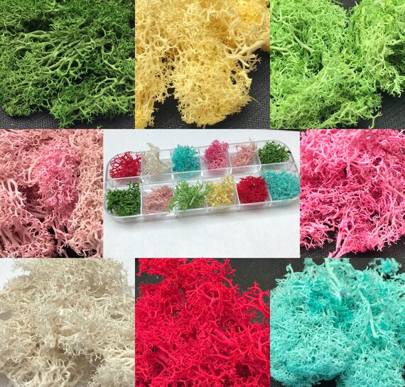 Colorful Natural Artificial Moss Plant Dried Reindeer Moss 3D | Etsy