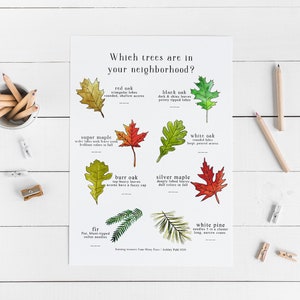 Printable Leaf Scavenger Hunt Worksheets - Home Schooling Science ...