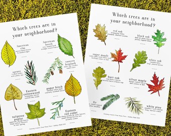 Printable Leaf Scavenger Hunt Worksheets - Home Schooling Science ...