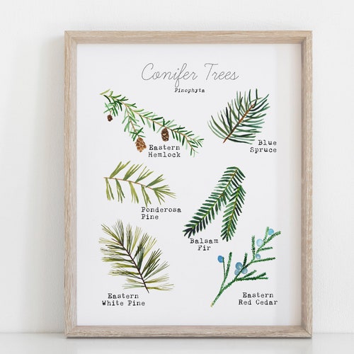 Printable Conifer Tree Art Print Tree ID Guide Poster - Etsy