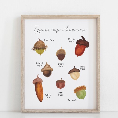 Types of Acorns Printable Wall Art Acorn Identification Art - Etsy