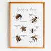 Educational Bug Poster for Home Classroom & Nursery Insect Wall Art ...