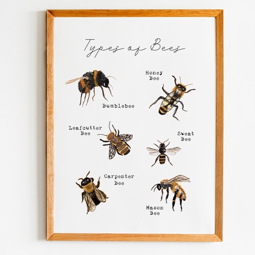 Printable Bee Art Print Types of Bees Poster Bug Print - Etsy