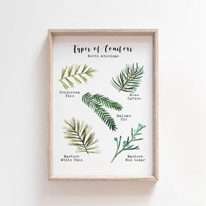 Printable Types of Trees Wall Art - Conifer Art Print - Tree ID Guide ...