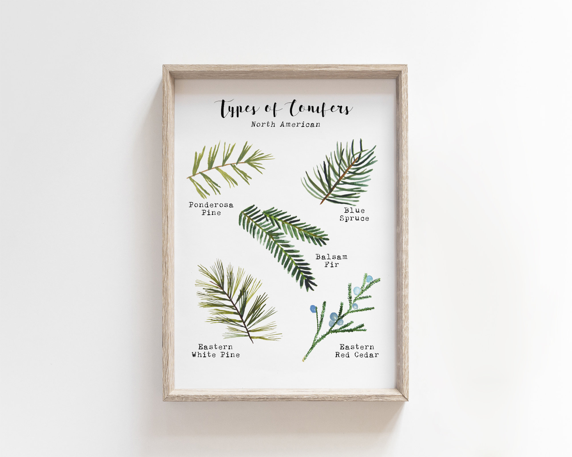 Printable Types of Trees Wall Art Conifer Art Print Tree - Etsy