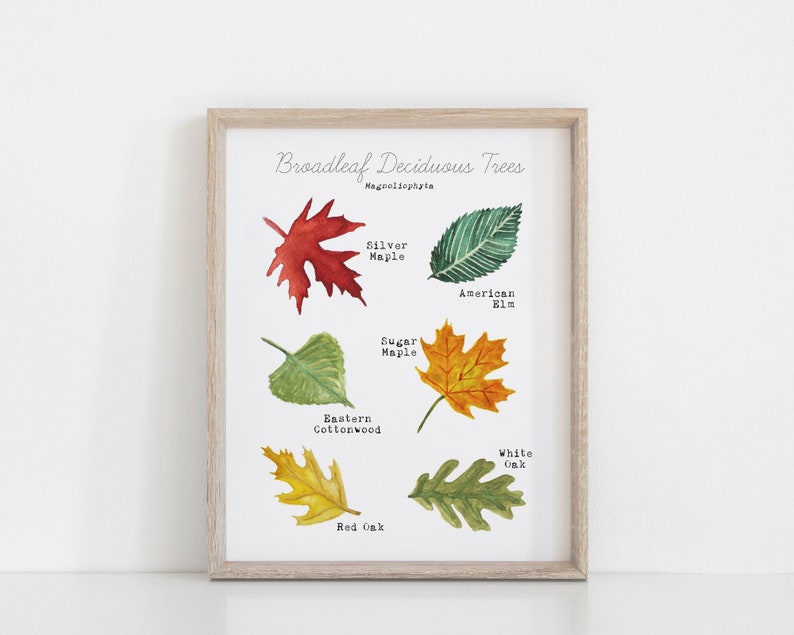 Printable Leaf Art - Leaf Identification - Leaf Print Wall Art - Tree ...