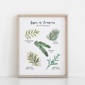 Printable Types of Trees Wall Art - Conifer Art Print - Tree ID Guide ...