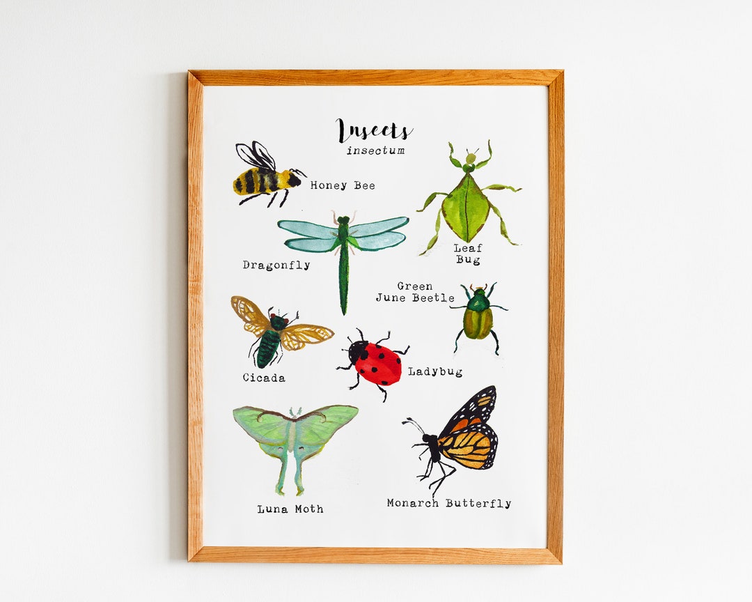 Printable Insect Wall Art Insect Field Guide Print Homeschool Decor ...
