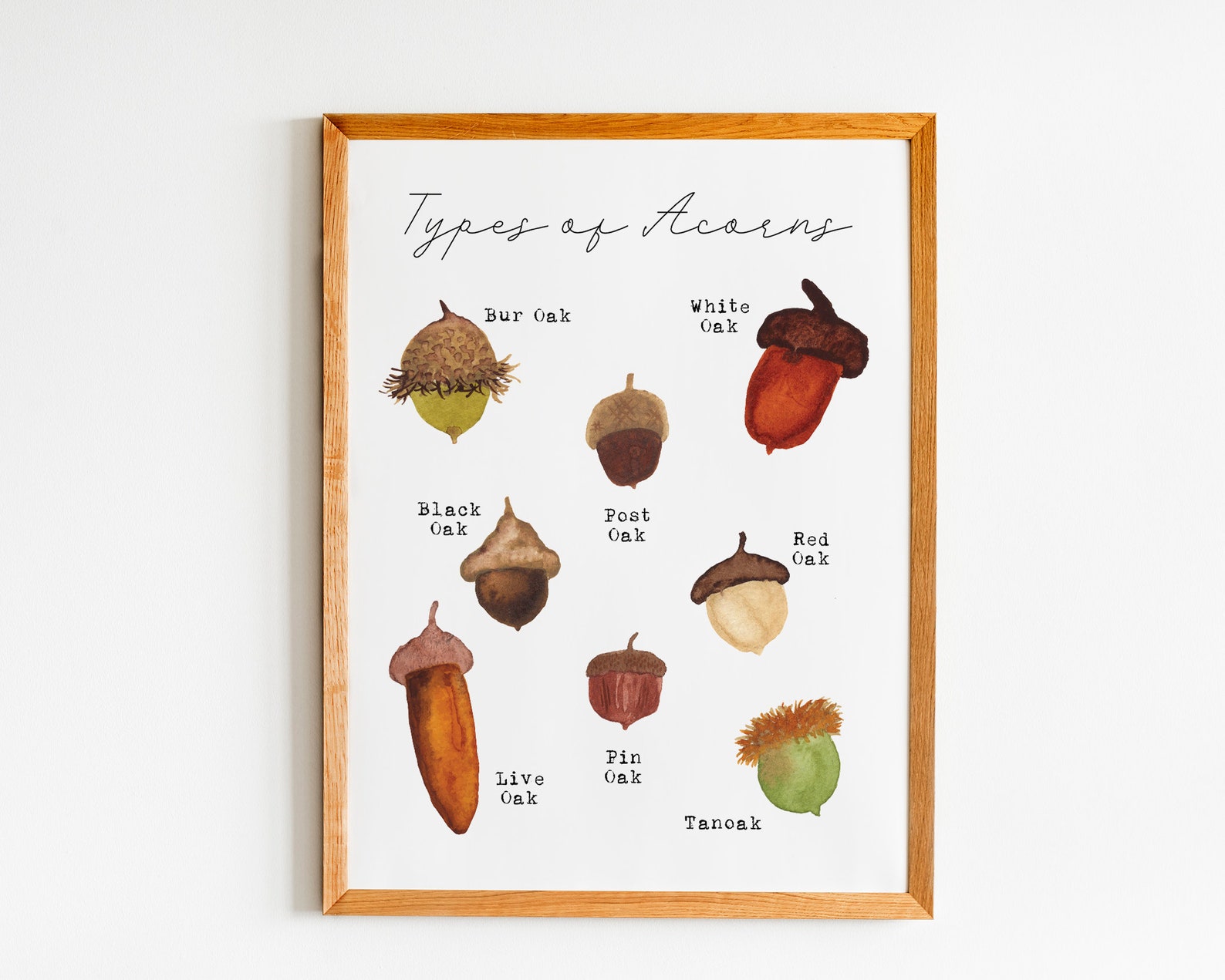 Types of Acorns Printable Wall Art - Acorn Identification Art Print ...