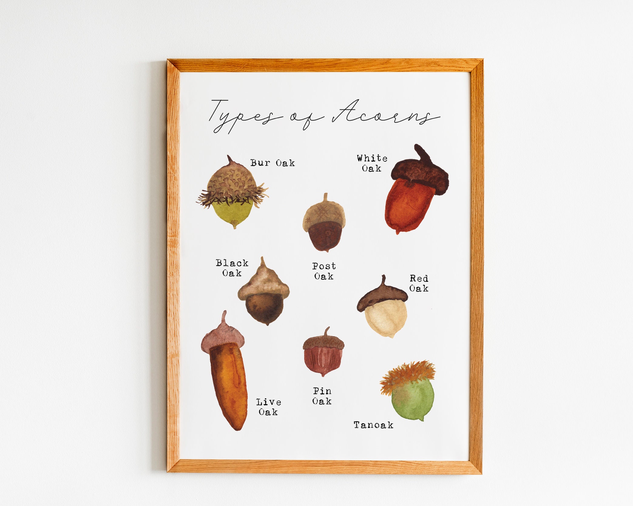 Types of Acorns Printable Wall Art - Acorn Identification Art Print ...