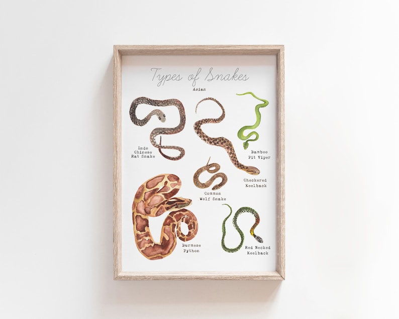 Printable Types of Snakes Wall Art Snakes of Asia Art Print - Etsy ...